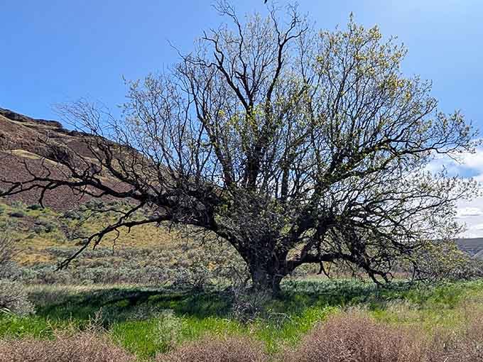 A solitary tree stands sentinel in the high desert, looking like it's been contemplating life's mysteries for a few decades.