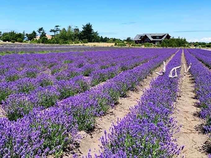 Purple rows stretching to the horizon like someone painted the landscape with the world's most fragrant brush.