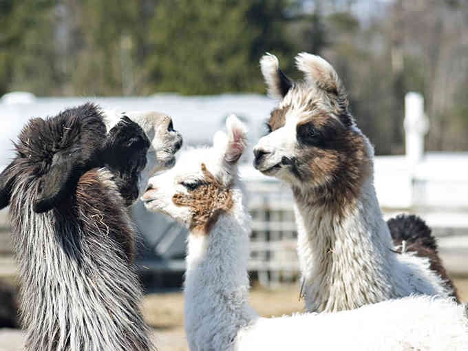 When llamas gather for a group discussion, you know they're either planning something brilliant or judging everyone's fashion choices.