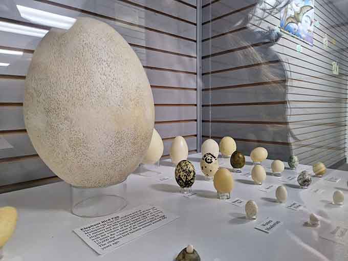 From tiny quail eggs to that massive elephant bird specimen, this display shows nature's incredible size range beautifully.