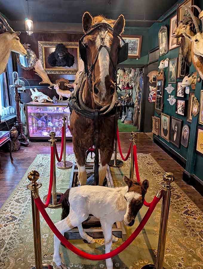 This majestic taxidermy horse commands center stage, complete with red velvet ropes like a Hollywood premiere for the departed.