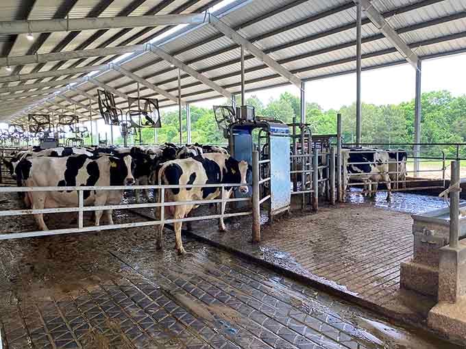Real cows, real farm life, and a refreshing reminder that milk doesn't actually originate in grocery stores.