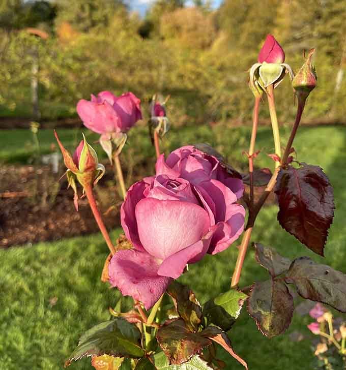 Each rose bloom is basically nature showing off, and honestly, we're here for the performance.