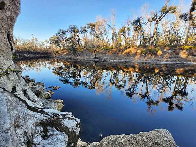 The Suwannee's dark waters reflect the trees like a mirror, proving that blackwater rivers are nature's most underrated artists.