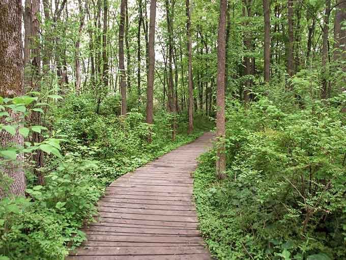 Wooden boardwalks wind through Asbury Woods like nature's own invitation to slow down and actually breathe.