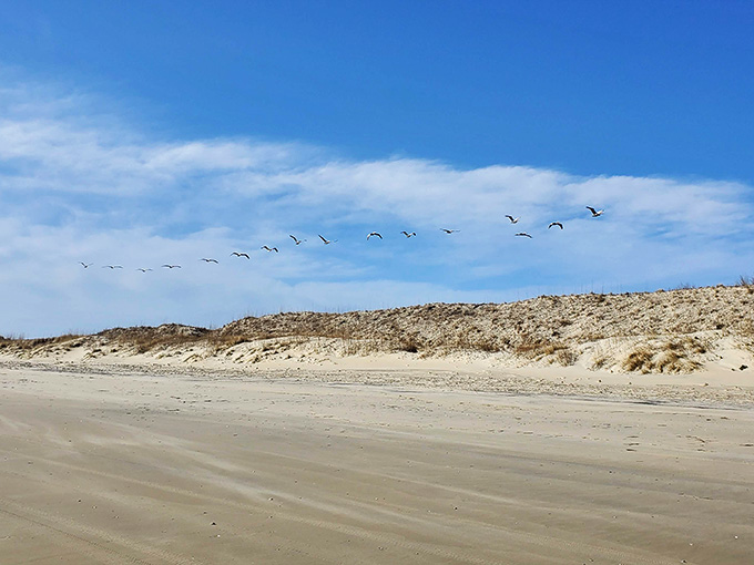 Nature's own air show, featuring performers who never miss their cue or demand a dressing room.