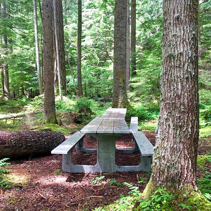 Your lunch tastes better when your dining companions are 500-year-old trees who've seen everything and judge nothing.