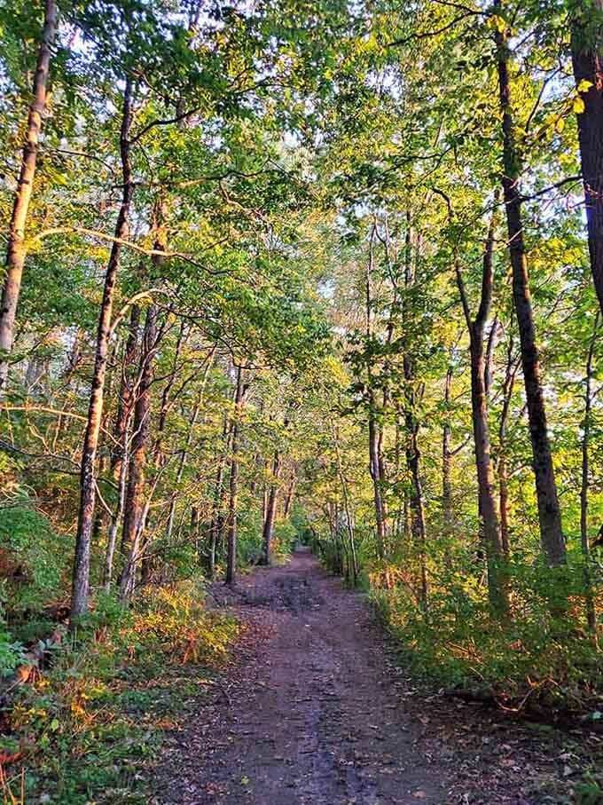 Forest trails that make you forget you're still in the Midwest and not some faraway wilderness escape.