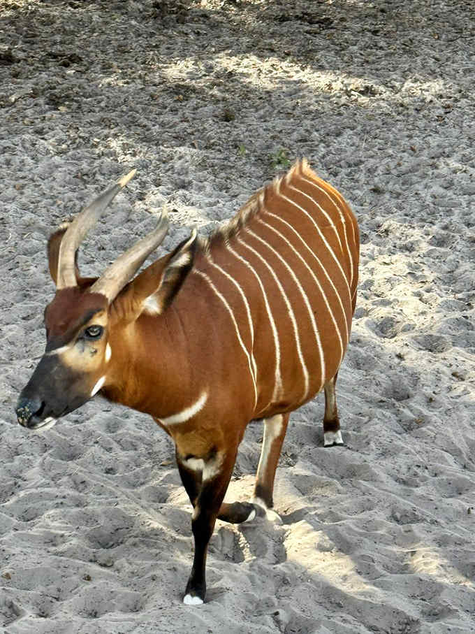 The bongo's striking stripes prove nature has better design sense than any fashion designer ever will.