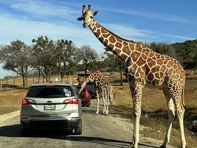 Nothing says "normal Tuesday" quite like a giraffe casually strolling up to your car window for a snack.