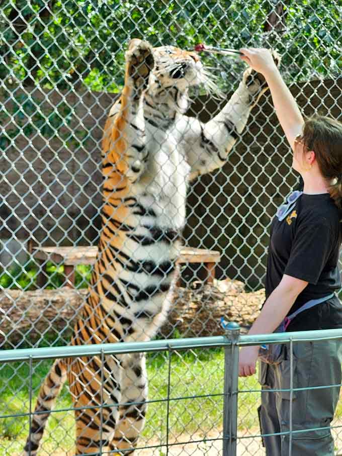 Interactive feeding experiences that make your local zoo look like a screensaver. This is next-level wildlife viewing.