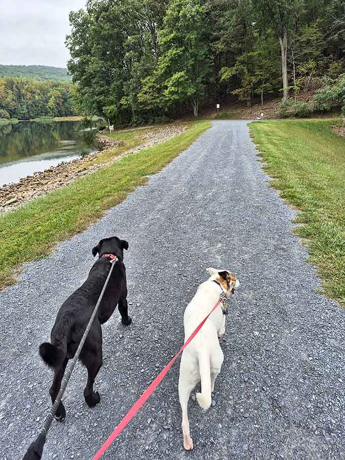 Even the dogs know this lakeside path beats another lap around the neighborhood, and they're not exactly known for subtlety.