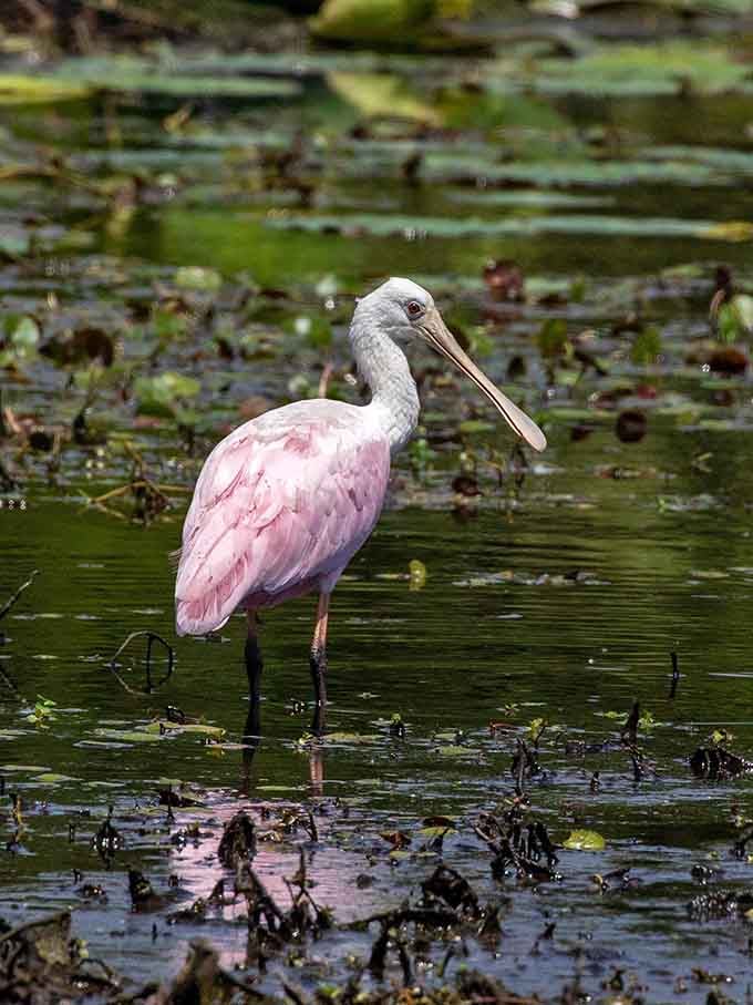 Roseate spoonbills are proof that nature has a better color palette than any interior designer ever will.