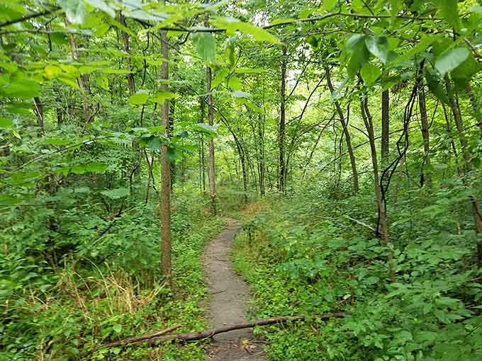 This woodland trail invites you into a green cathedral where the only soundtrack needed is birdsong.