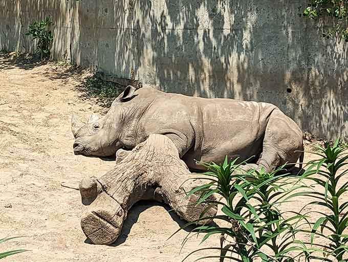 This rhino's taking a power nap like it's got absolutely nothing to prove to anyone watching.