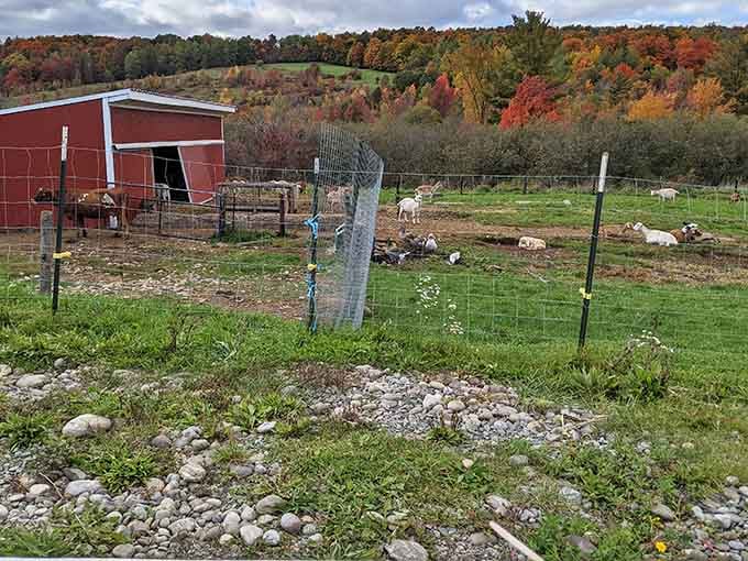 Real farm still exists where animals roam free and Instagram filters aren't required to make it look authentic.