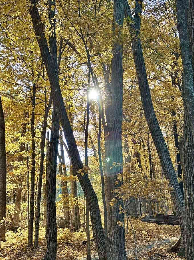 Sunlight filtering through trees like nature's own stained glass window, free admission included.