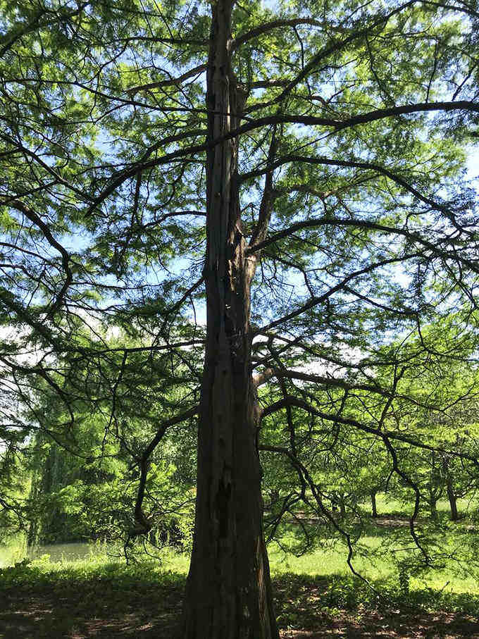These towering pines have seen more all-nighters than the campus library and remain remarkably zen about it.