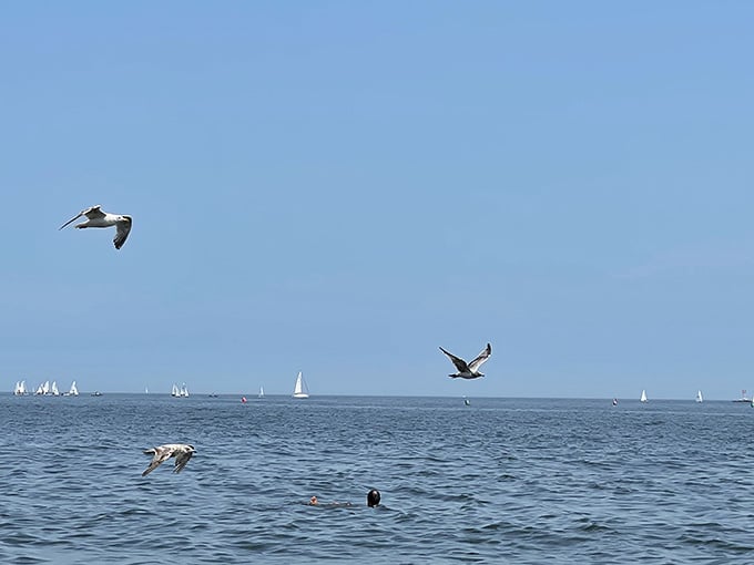 Seagulls and sailboats share the horizon in perfect harmony, like a postcard that forgot to be cheesy.
