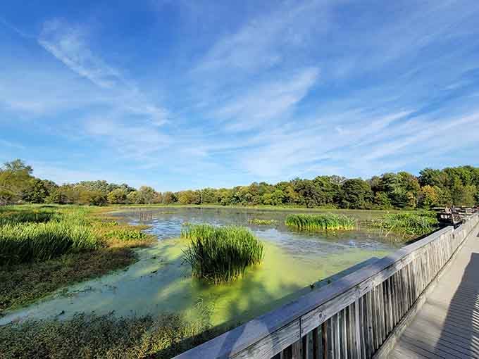 The boardwalk offers wetland views so pristine, you'll forget civilization exists just beyond those trees.