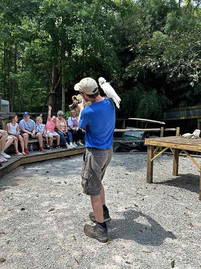 Bird show in progress: when a cockatoo lands on your shoulder, you've officially been chosen as the special one.