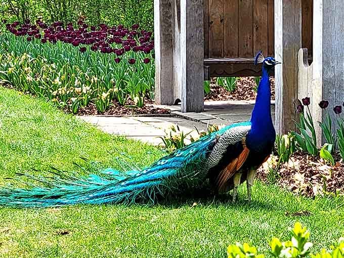 This peacock struts the grounds with more confidence than most people have on their best hair day.