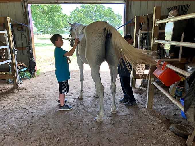 Learning proper grooming is where the real connection begins, one gentle brush stroke at a time.