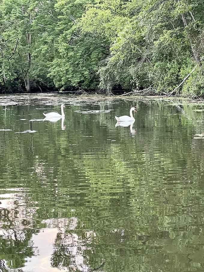 Two swans gliding through lily pads like they're auditioning for a nature documentary about graceful living.