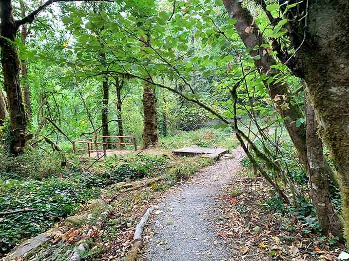 Nature trails winding through lush greenery create the kind of peaceful escape your soul has been craving lately.