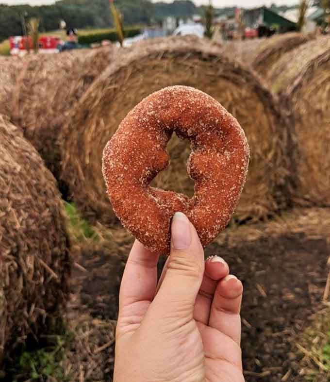 One perfect apple cider donut against hay bales, looking like autumn decided to become edible and delicious.