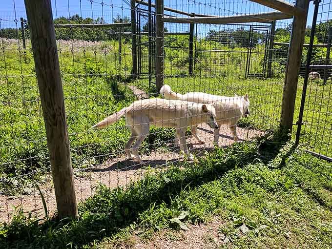Even the wildlife sanctuaries around here have that Pennsylvania charm, offering peaceful encounters with nature's most majestic creatures.