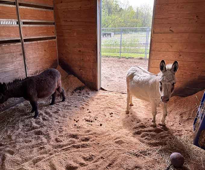 These donkeys have mastered the art of looking simultaneously adorable and like they're plotting something wonderfully mischievous together.