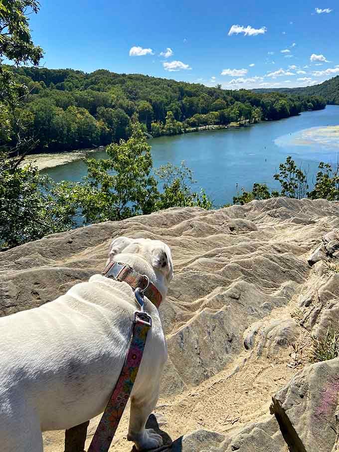 When your pup strikes a pose this perfect, you know you've found their happy place overlooking the water.