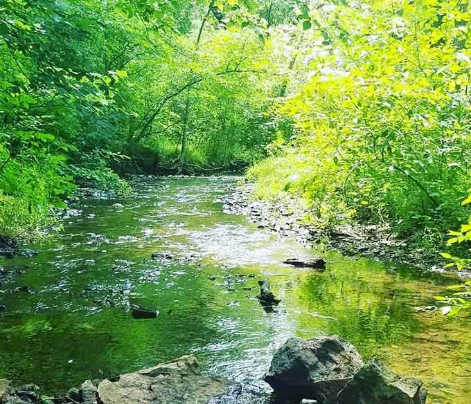 Minnehaha Creek meanders through the forest like it's got all the time in the world, which it does.