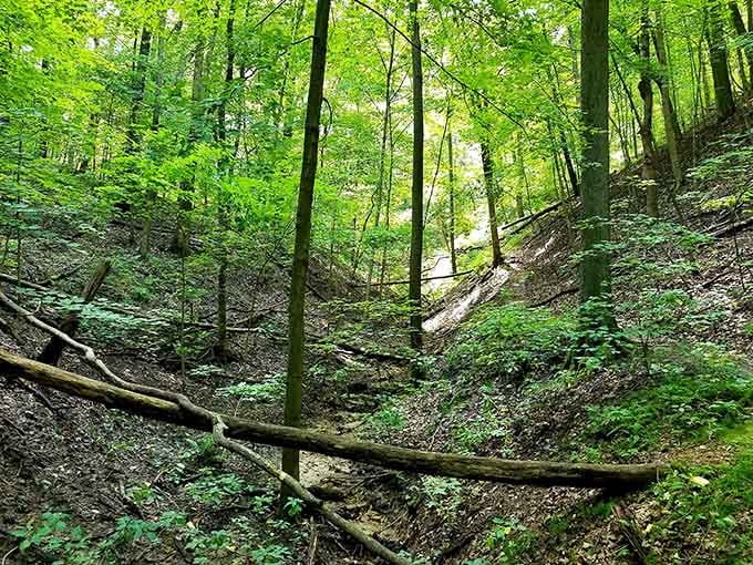 Deep ravines and towering trees create a cathedral-like atmosphere that makes you forget you're still in Illinois.