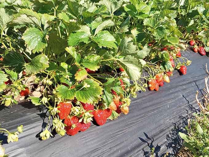 Sun-ripened strawberries peek out from under leaves like hidden treasures begging to be discovered by you.