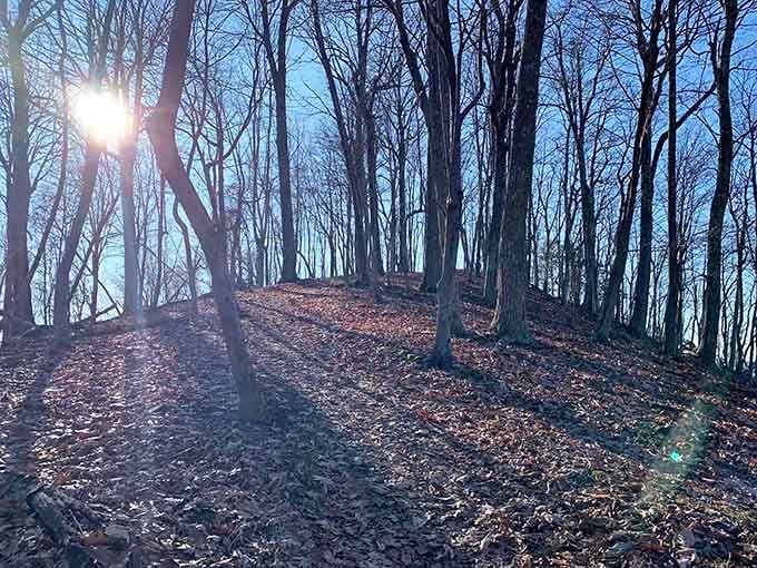 Sunlight filtering through bare trees on the climb up, nature's way of saying you're almost there, keep going.