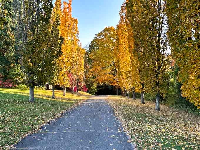 Golden autumn trees lining a perfect path, because New Jersey does fall foliage right.