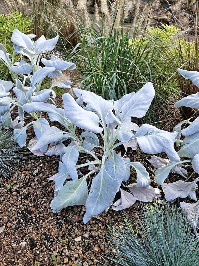 These silvery beauties prove that not all stunning plants need to be green to steal the show.