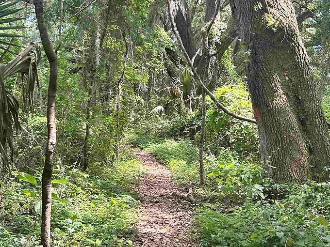 Silver Springs Conservation Area trails let you escape into nature faster than your GPS can recalculate.
