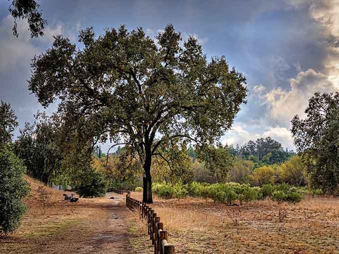 Ojai Meadows Preserve offers the kind of peaceful oak tree scenery that makes you forget your phone exists.