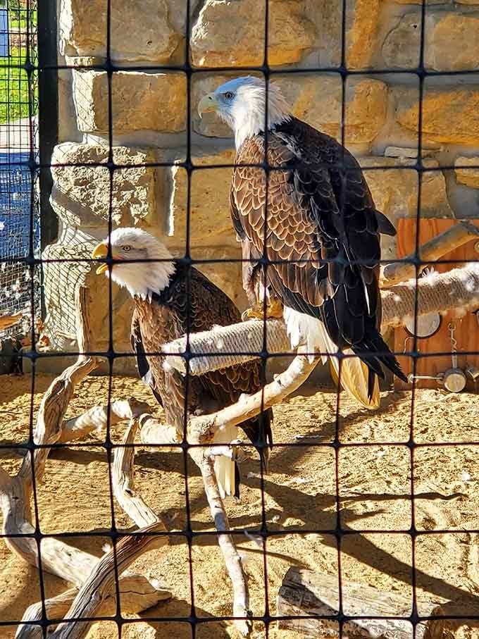 America's most photogenic birds, posing like they're auditioning for the next dollar bill design.