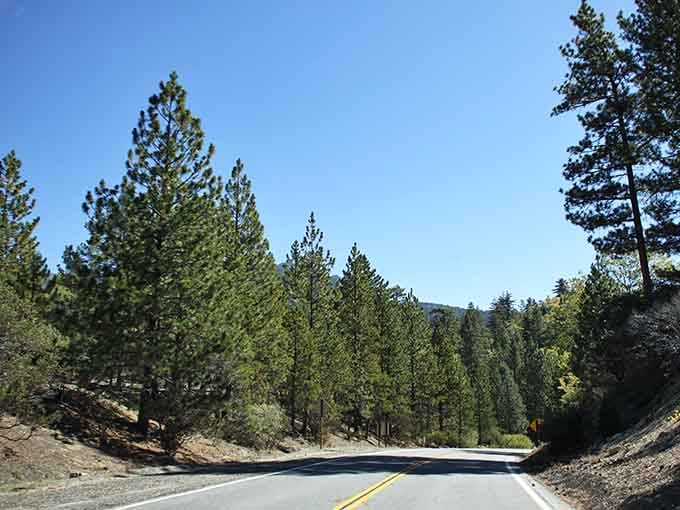 Dense forest flanks the highway, proving California does more than just beaches and traffic jams.