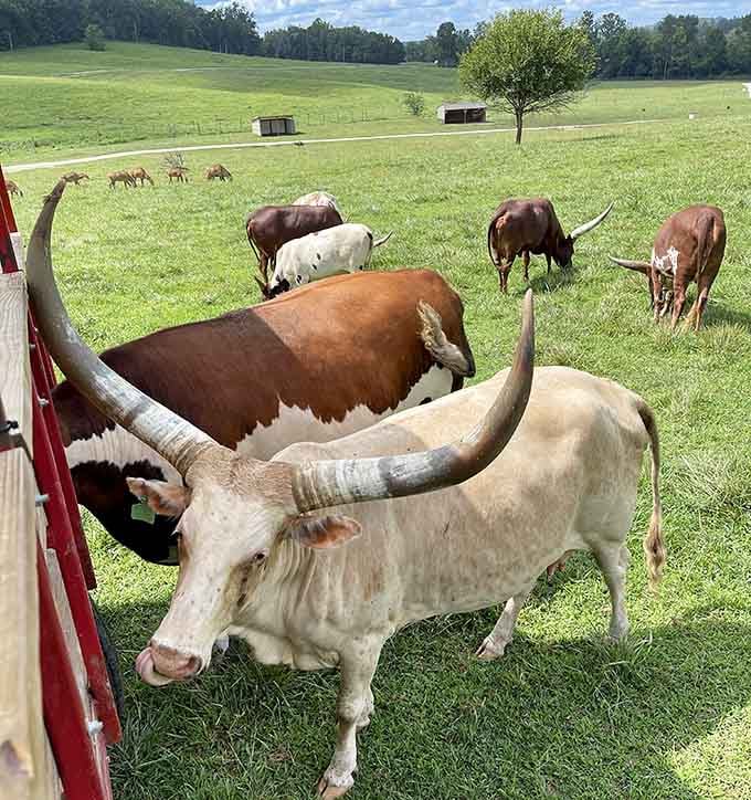 Those longhorns aren't just photogenic, they're living proof that southern Indiana's countryside still surprises even seasoned travelers.