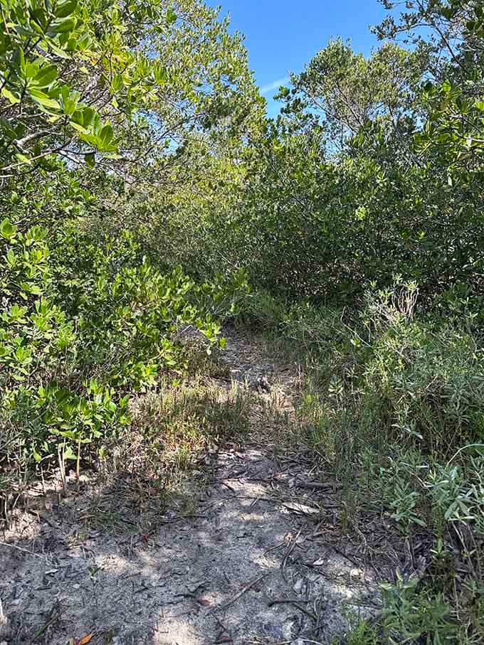 Sometimes the best paths are the ones that look like they're leading you straight into a Florida postcard.