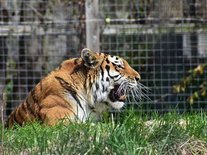 This tiger's living its best life, proving that napping is indeed an art form worth perfecting.