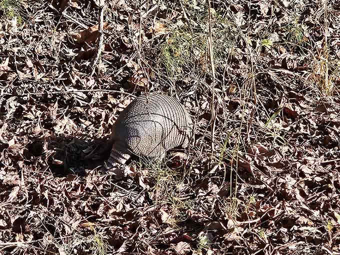 Meet the armadillo, nature's little tank, shuffling through leaves like it's late for an important appointment somewhere.