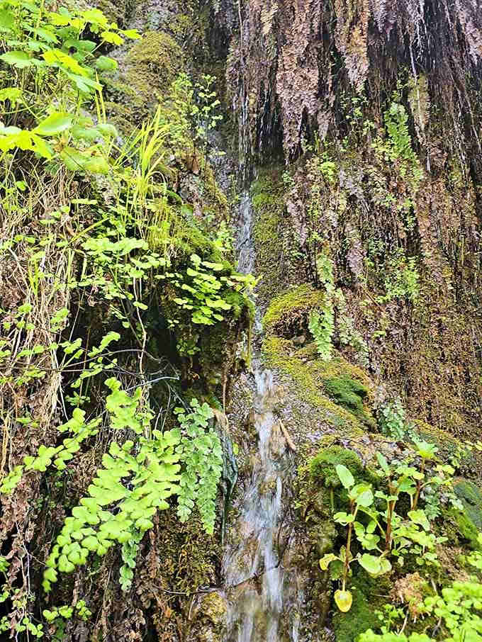 Water trickling down moss-covered rock faces creates living artwork that no gallery could ever properly capture or sell.
