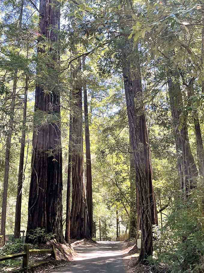 The Old Tree Trail where fallen giants become nature's most impressive obstacle course for your hiking adventure.