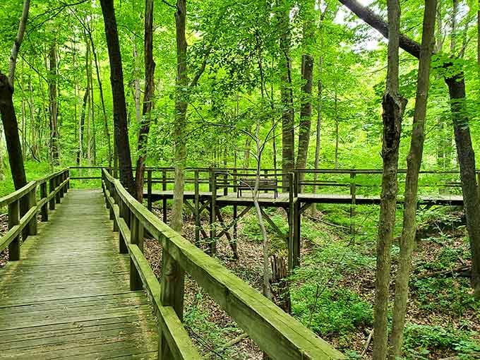 A wooden boardwalk through green forest feels like nature's red carpet treatment, minus the paparazzi.